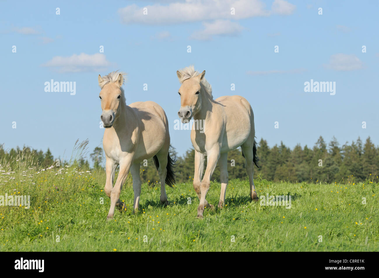 Two Norwegian horse yearlings Stock Photo - Alamy