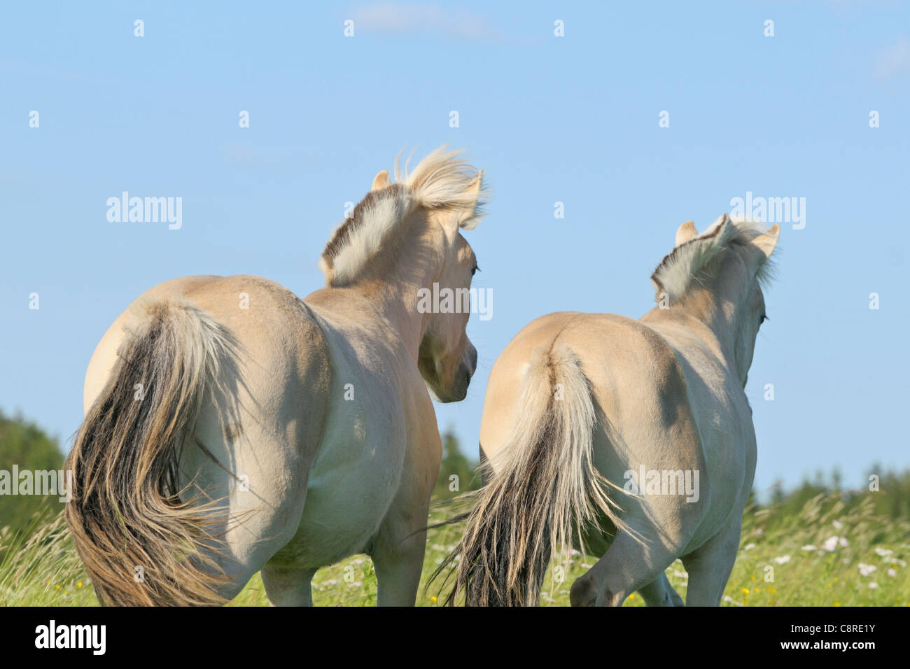 Two Norwegian horses yearlings Stock Photo - Alamy