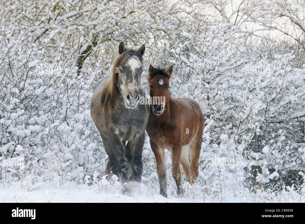 Connemara pony standing in paddock hi-res stock photography and images ...
