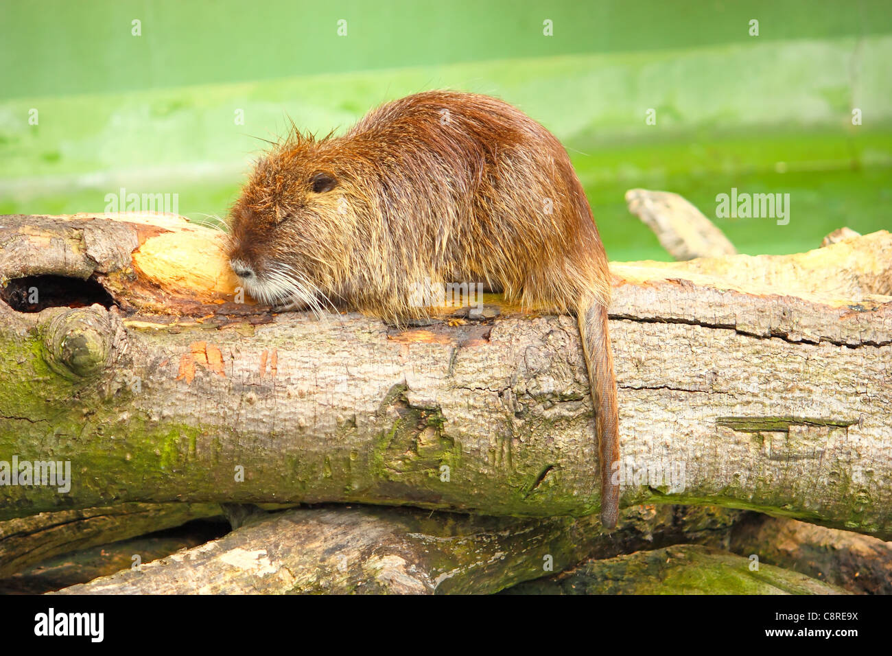 Nutria in zoo hi-res stock photography and images - Alamy