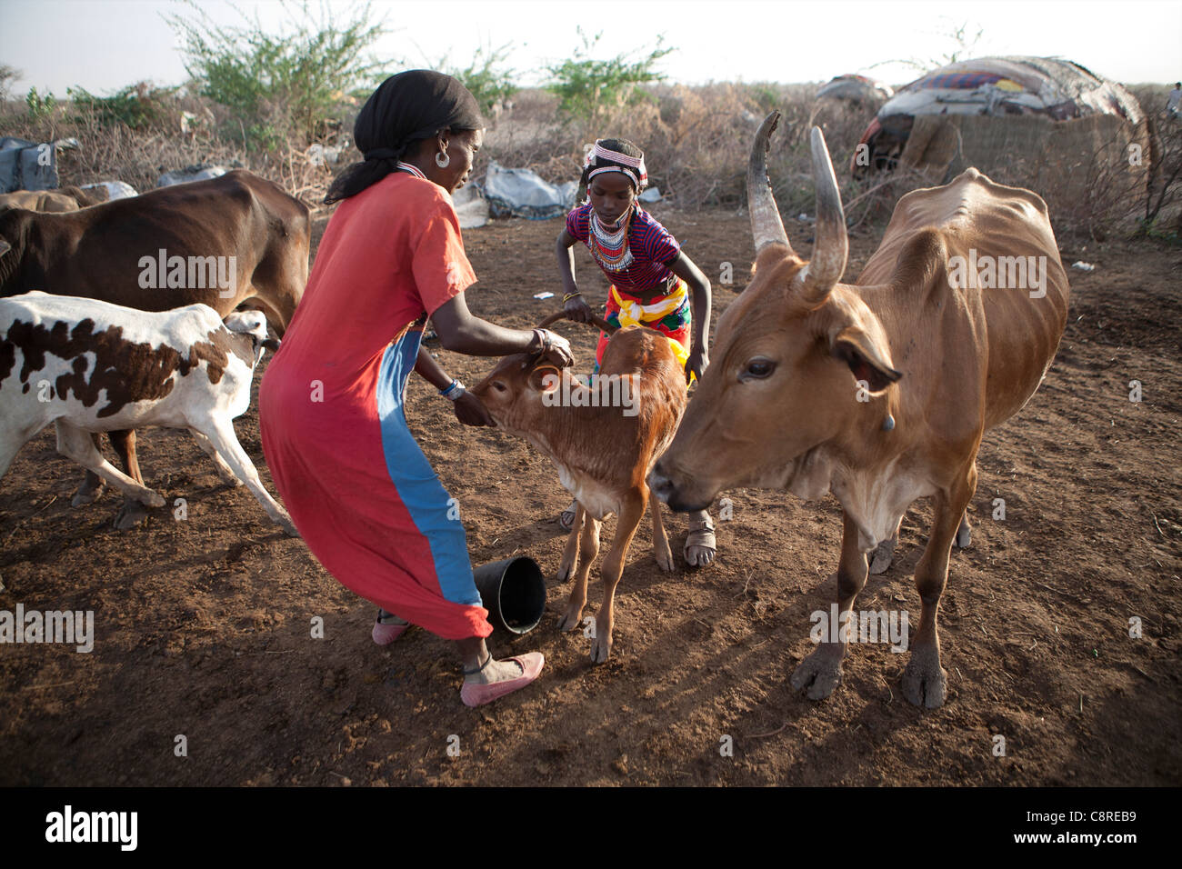 Ethiopian nomads with their cattle Stock Photo - Alamy