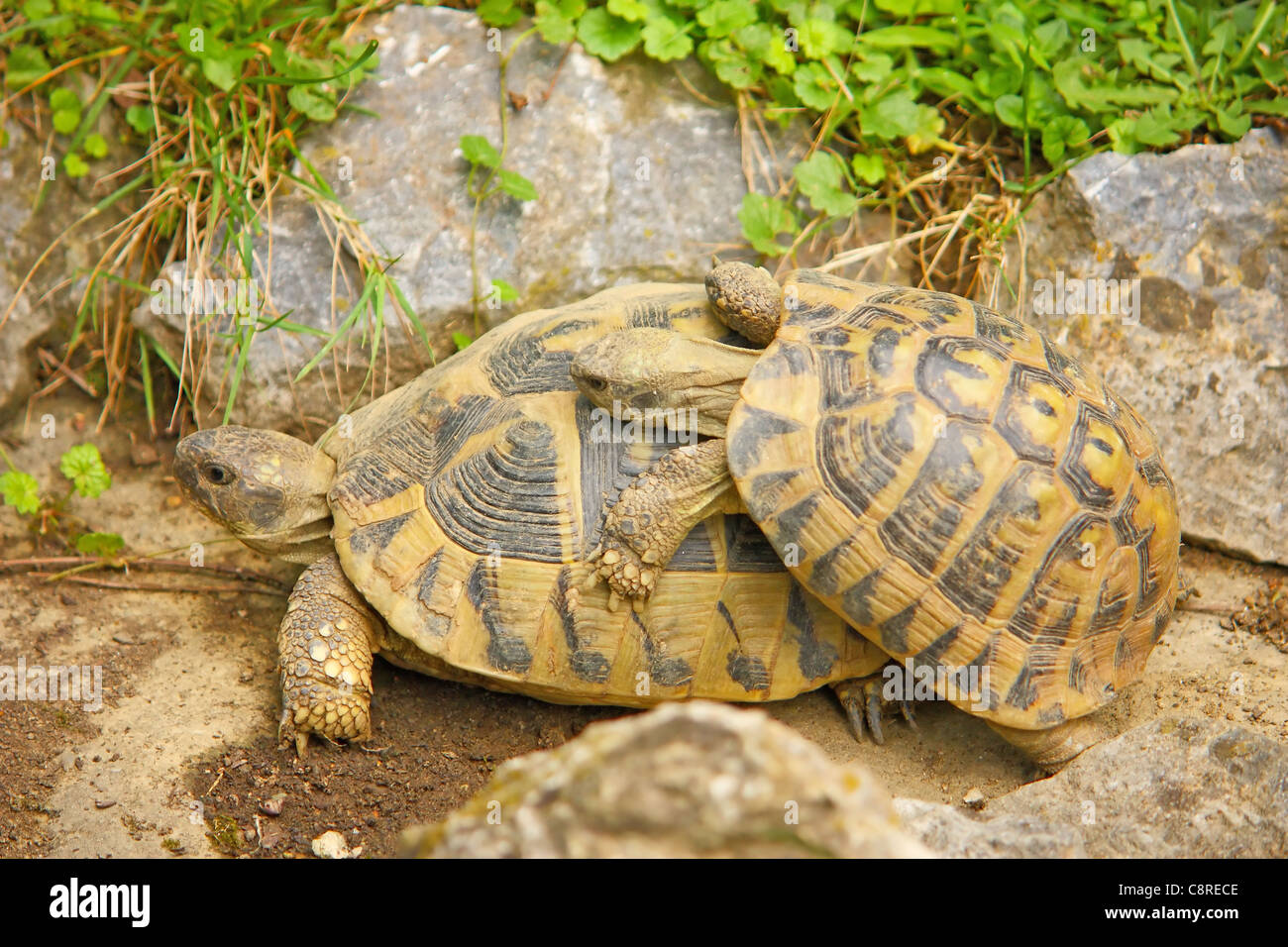 Little turtles hi-res stock photography and images - Alamy