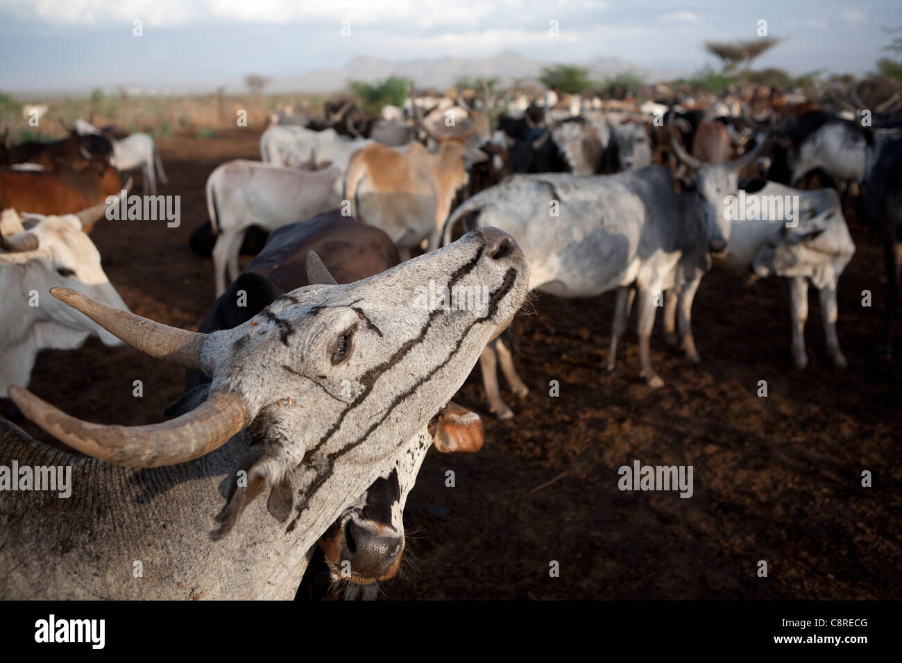 Ethiopian nomads with their cattle Stock Photo - Alamy