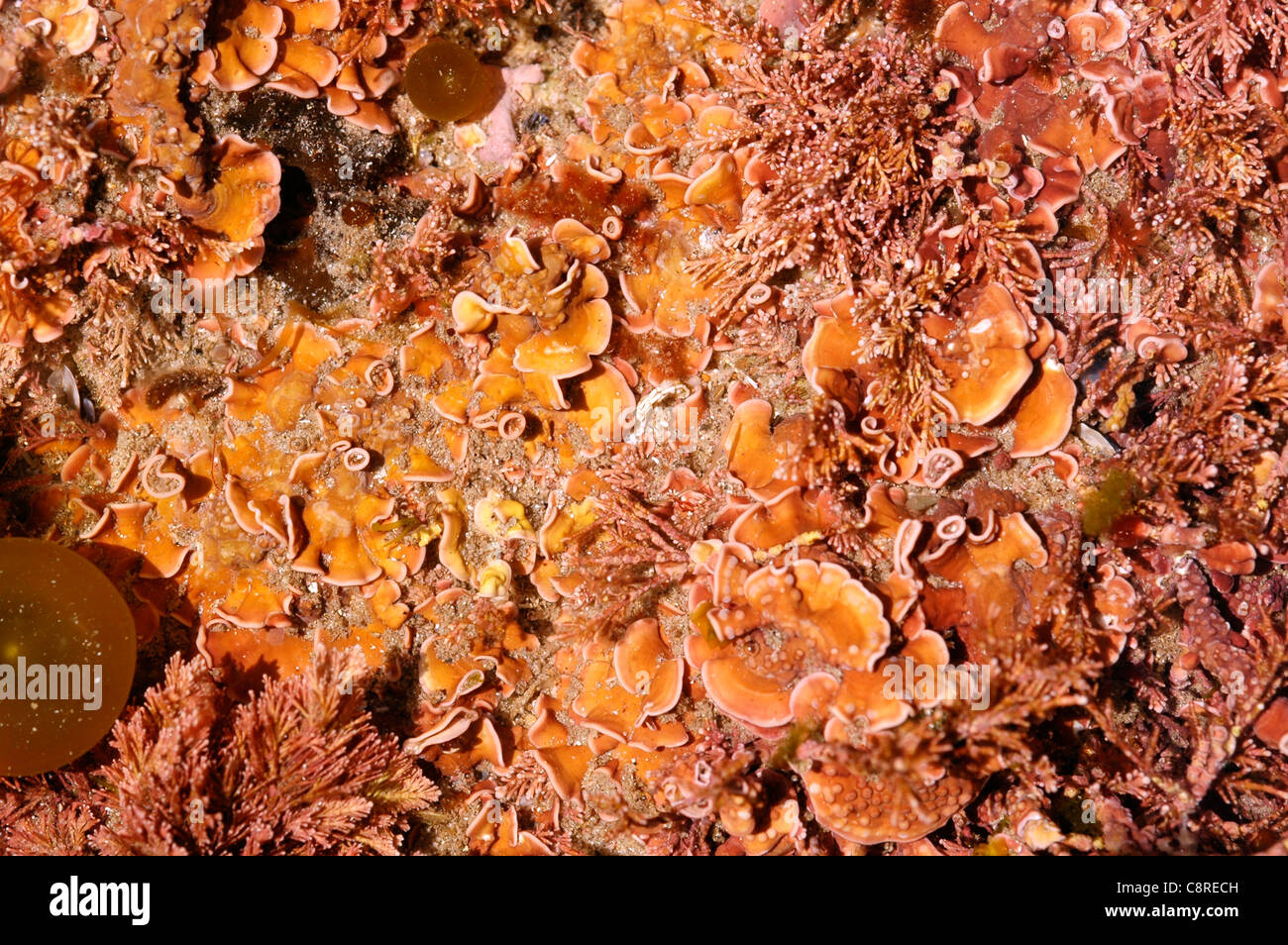 Calcareous seaweeds hi-res stock photography and images - Alamy