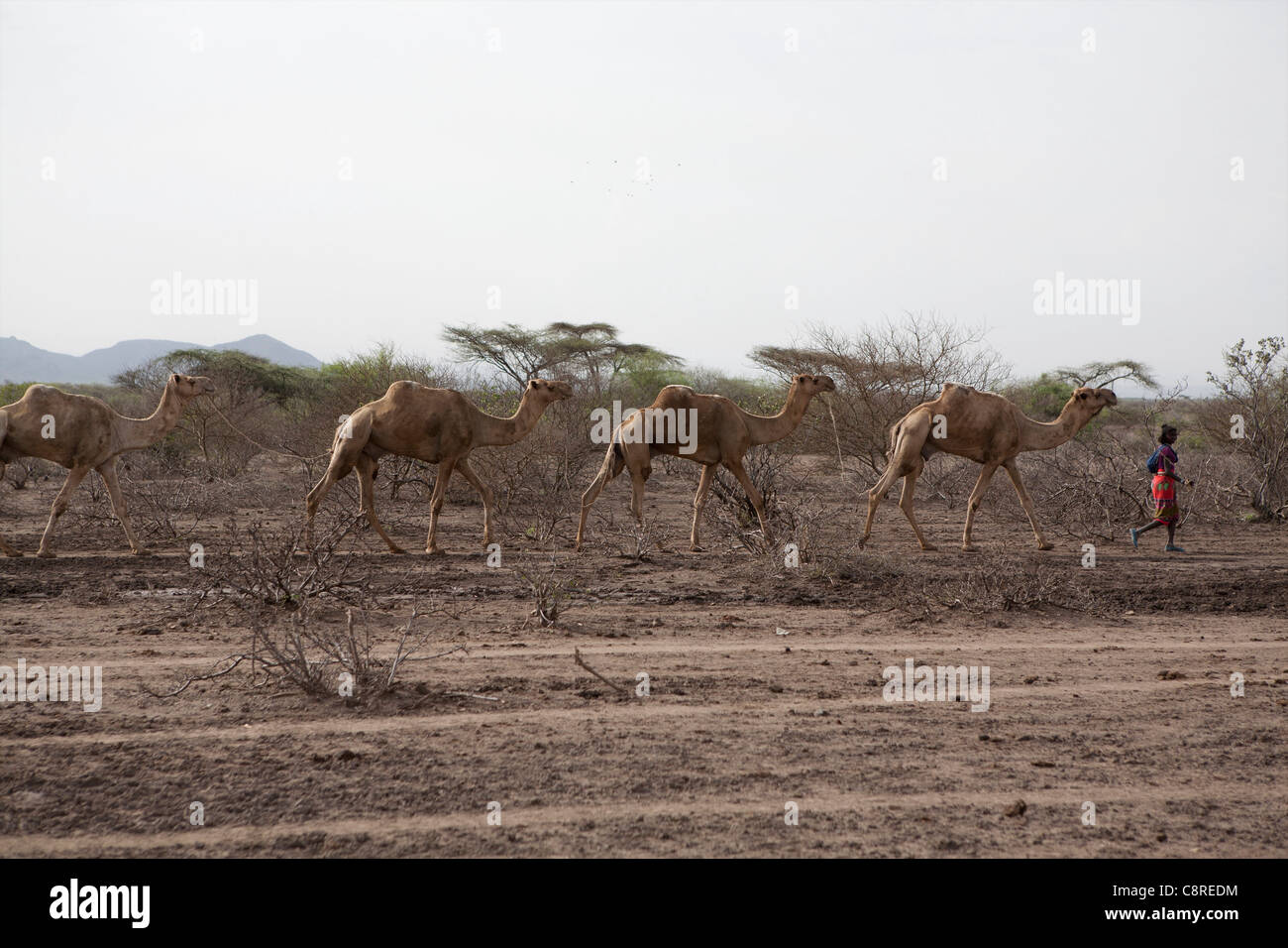 Ethiopian nomads with their cattle Stock Photo - Alamy