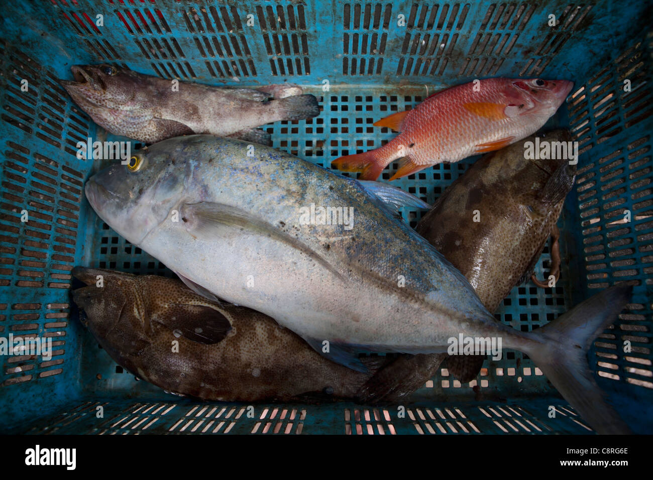 fish meal on TUvalu, island in the Pacific Stock Photo - Alamy