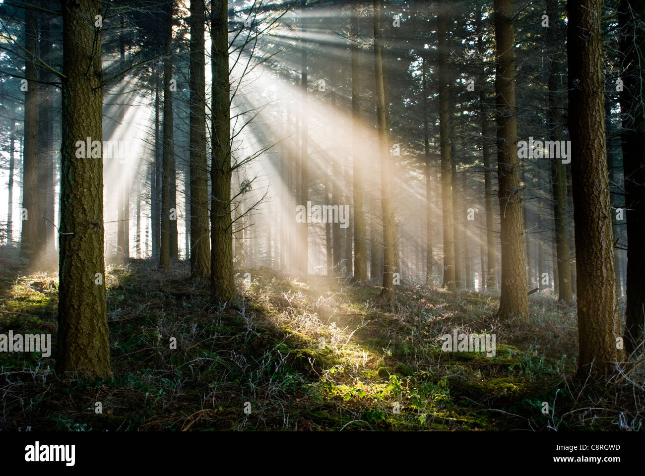 Royal shaft hi-res stock photography and images - Alamy