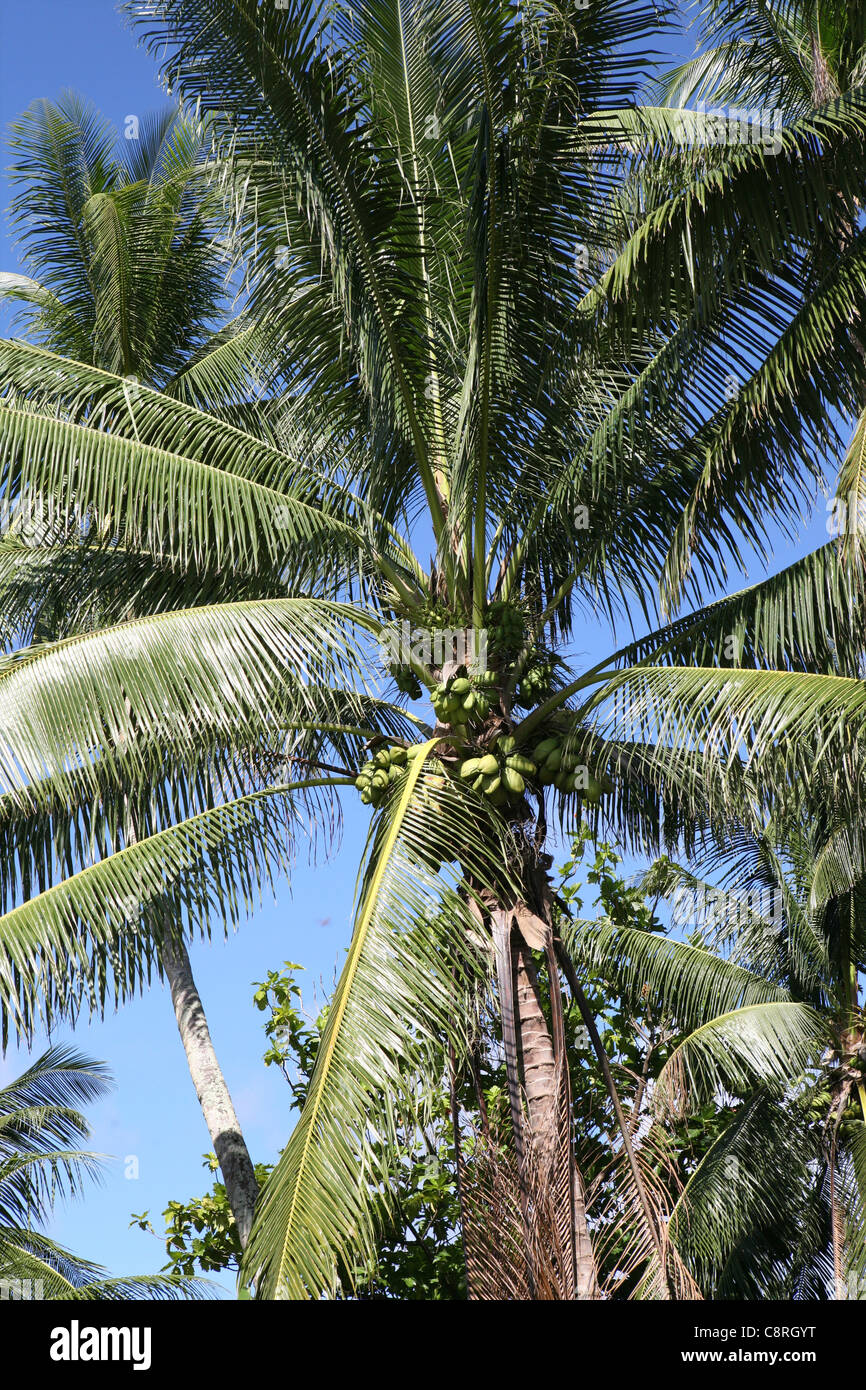 Tuvalu, island in the pacific ocean Stock Photo - Alamy