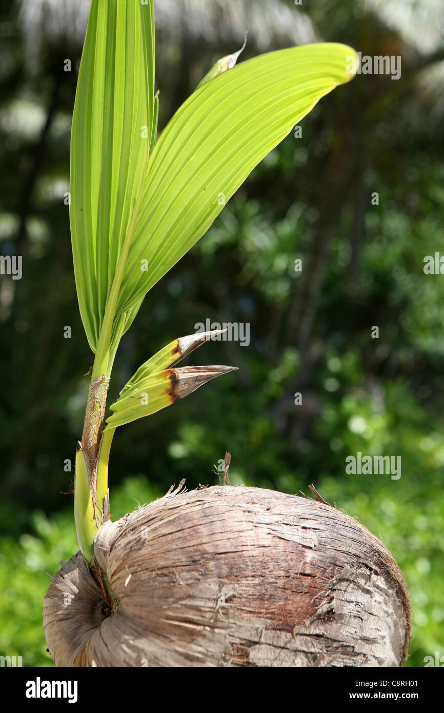 Tuvalu, island in the pacific ocean Stock Photo - Alamy