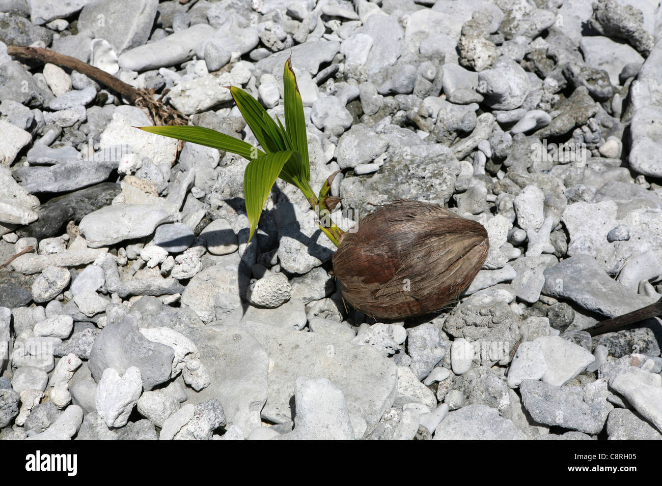Tuvalu, island in the pacific ocean Stock Photo - Alamy