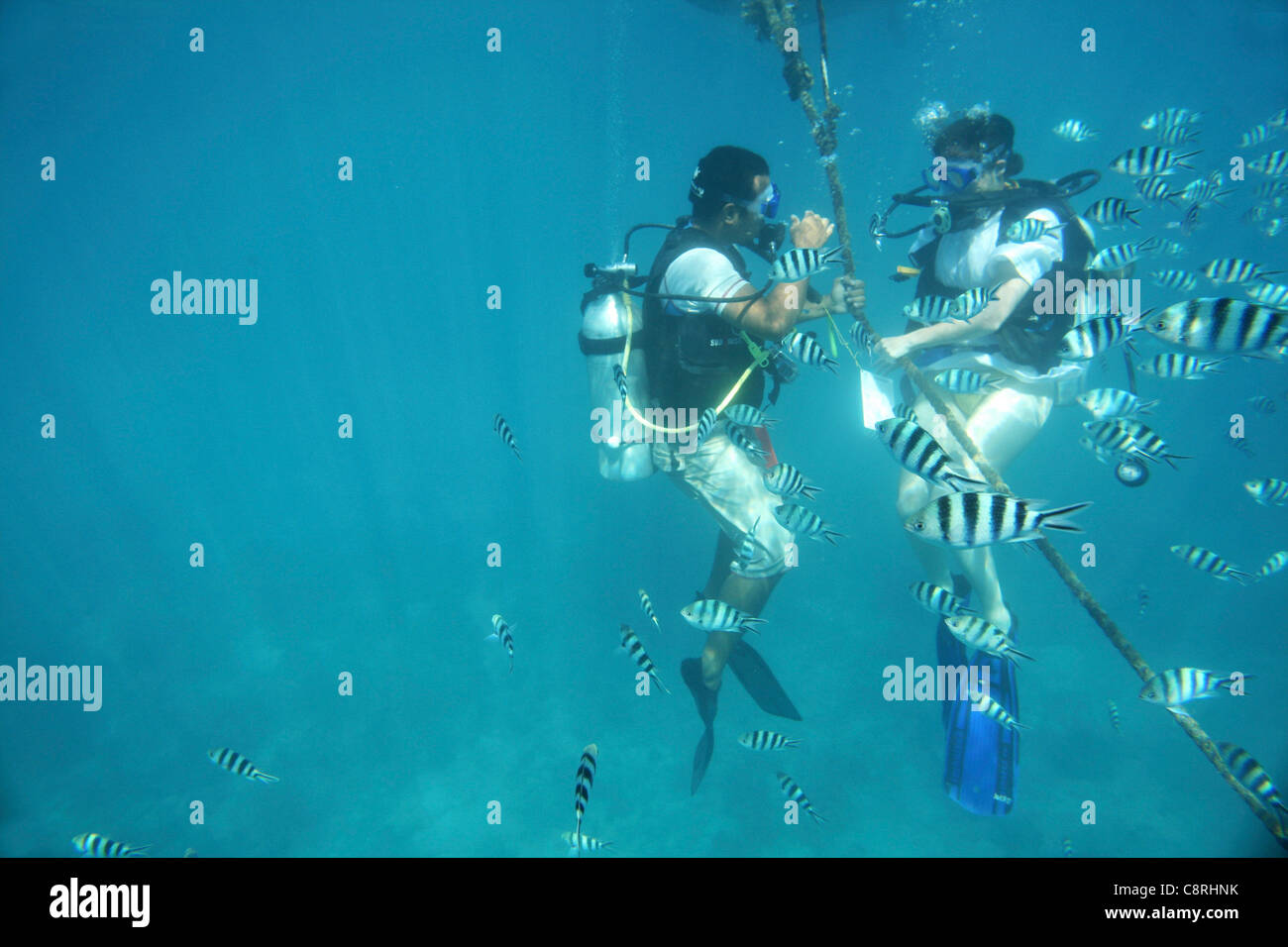 divers at Tuvalu Stock Photo - Alamy