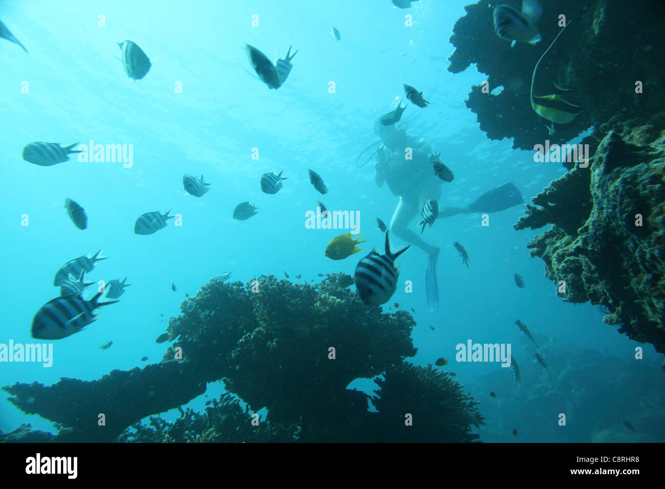 divers at Tuvalu Stock Photo - Alamy