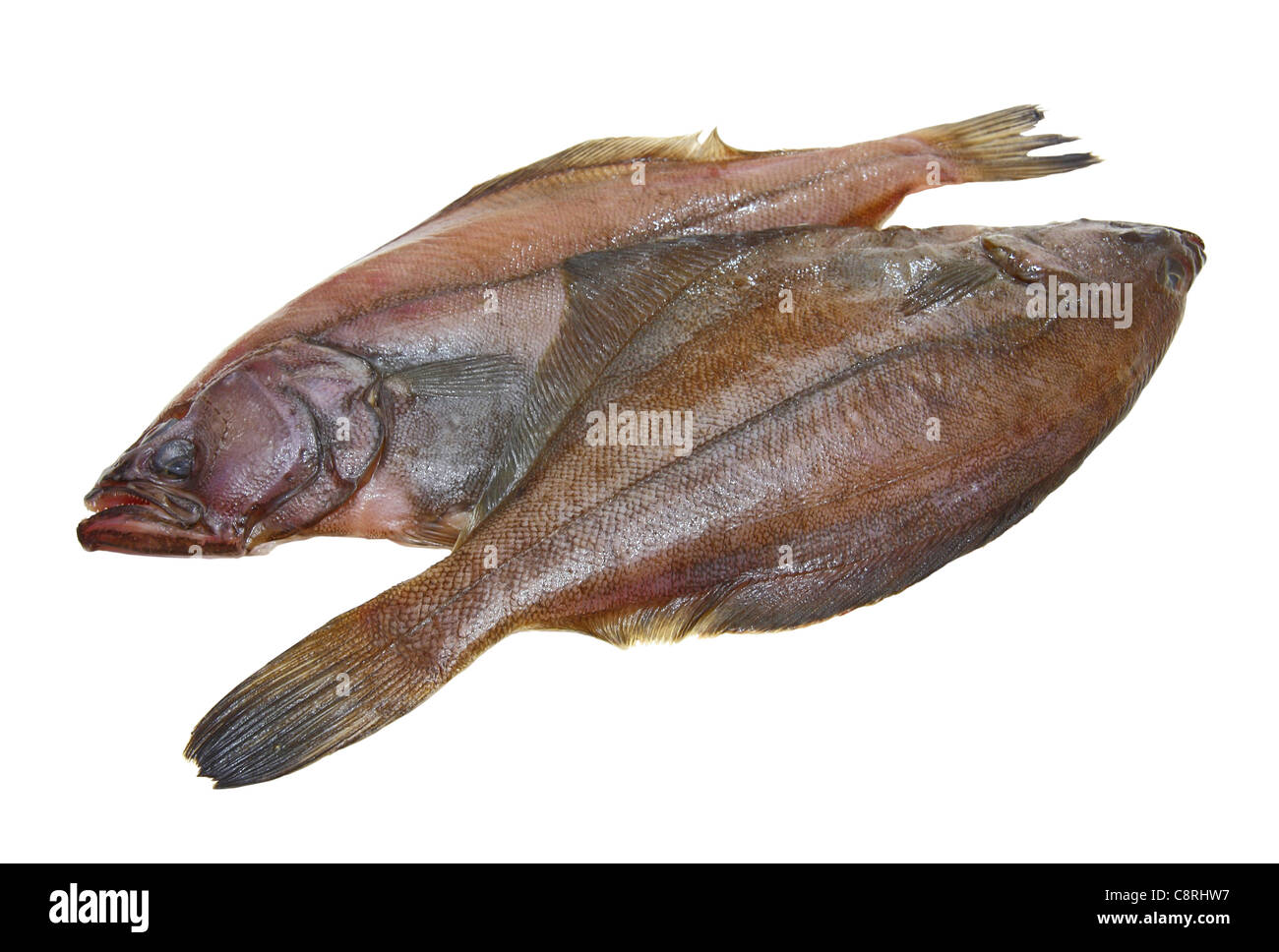 Four fresh flounder fishes on white background Stock Photo - Alamy