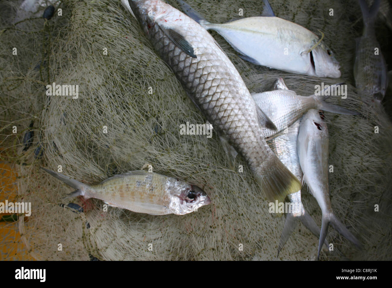 fishing in Tuvalu Stock Photo - Alamy