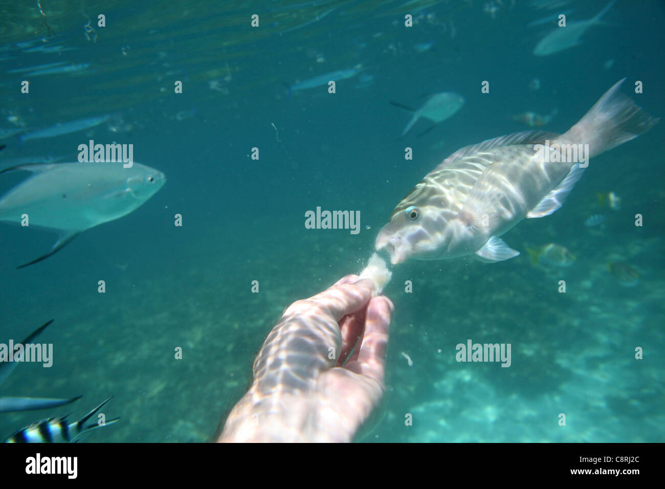 tropical fish in Tuvalu Stock Photo - Alamy