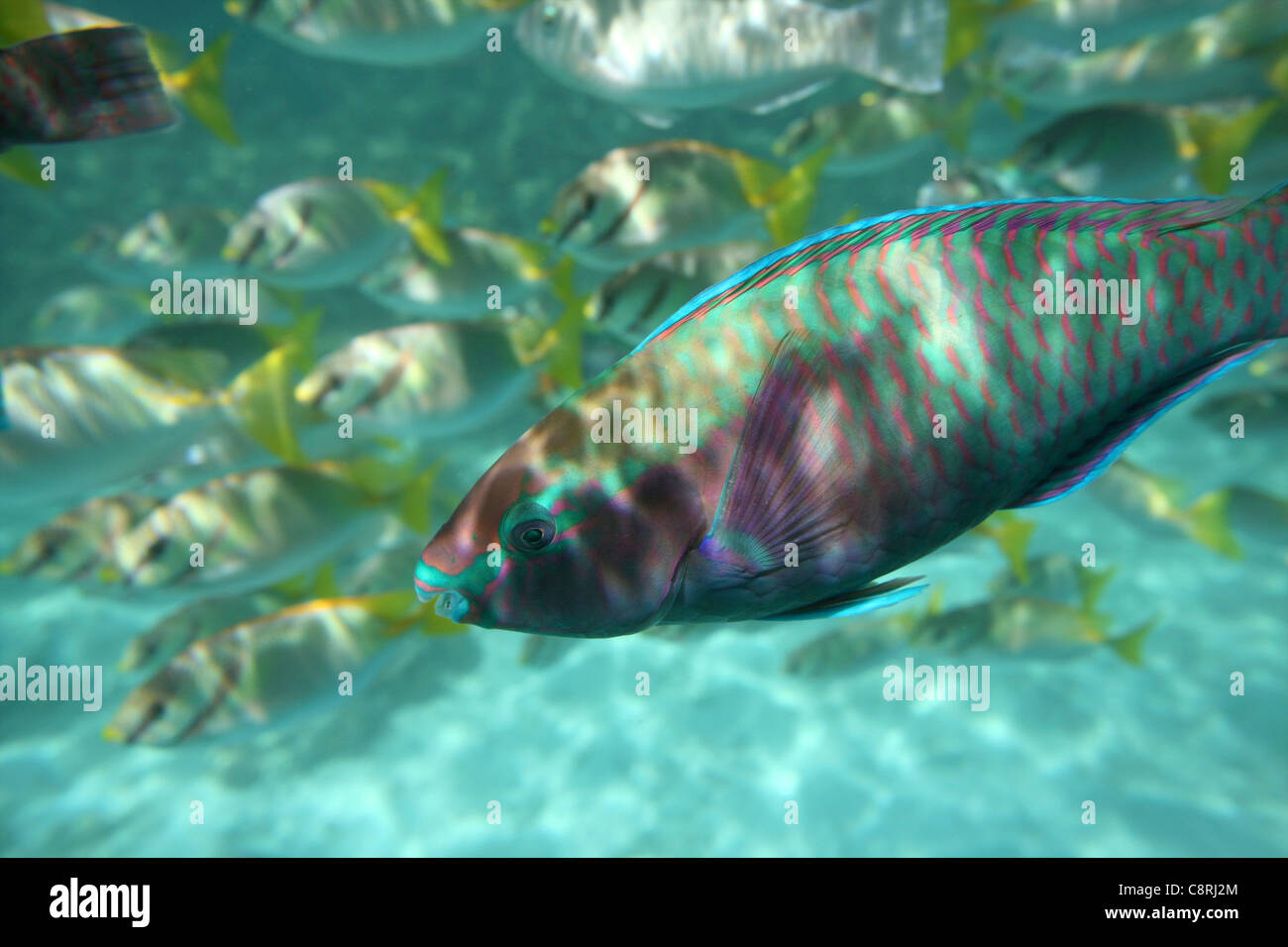 tropical fish in Tuvalu Stock Photo - Alamy