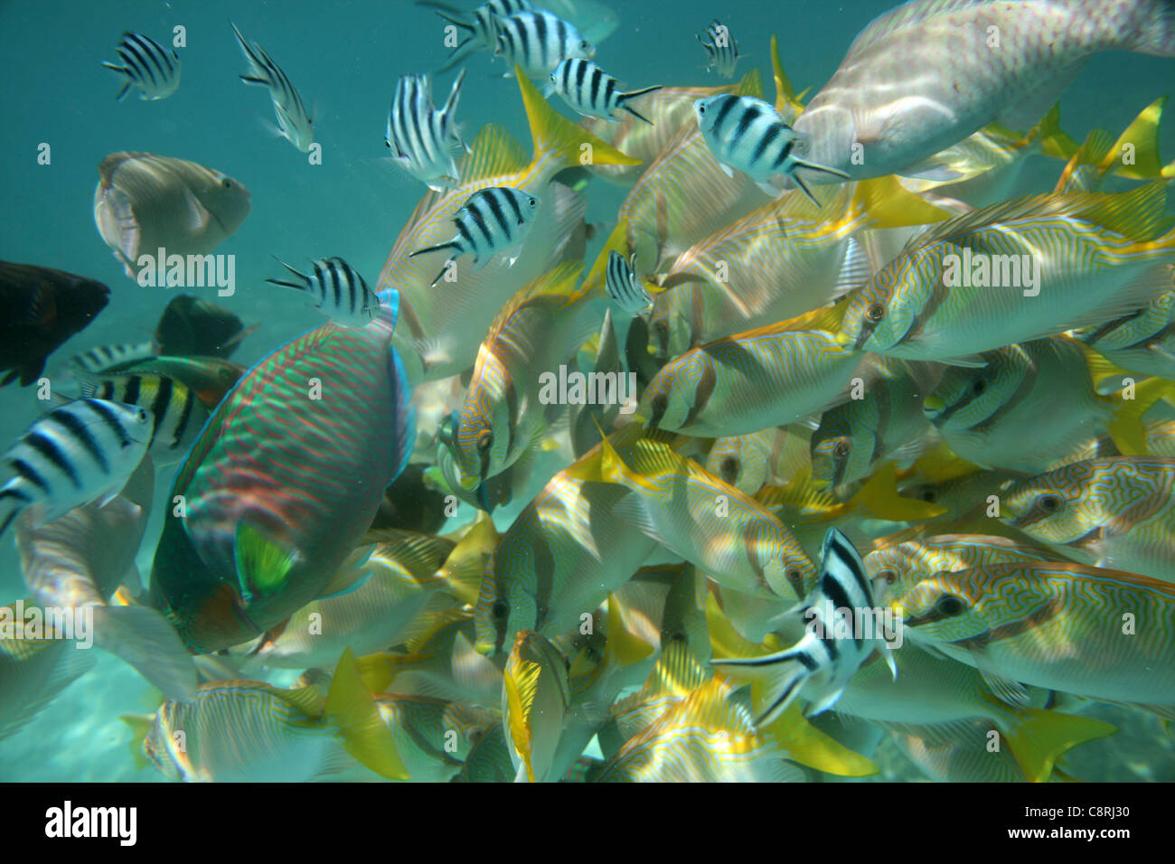 tropical fish in Tuvalu Stock Photo - Alamy