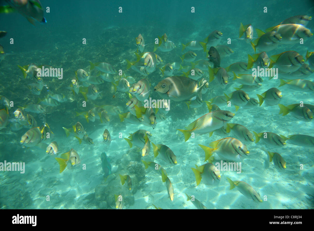 tropical fish in Tuvalu Stock Photo - Alamy