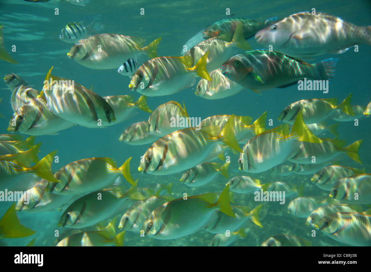 tropical fish in Tuvalu Stock Photo - Alamy