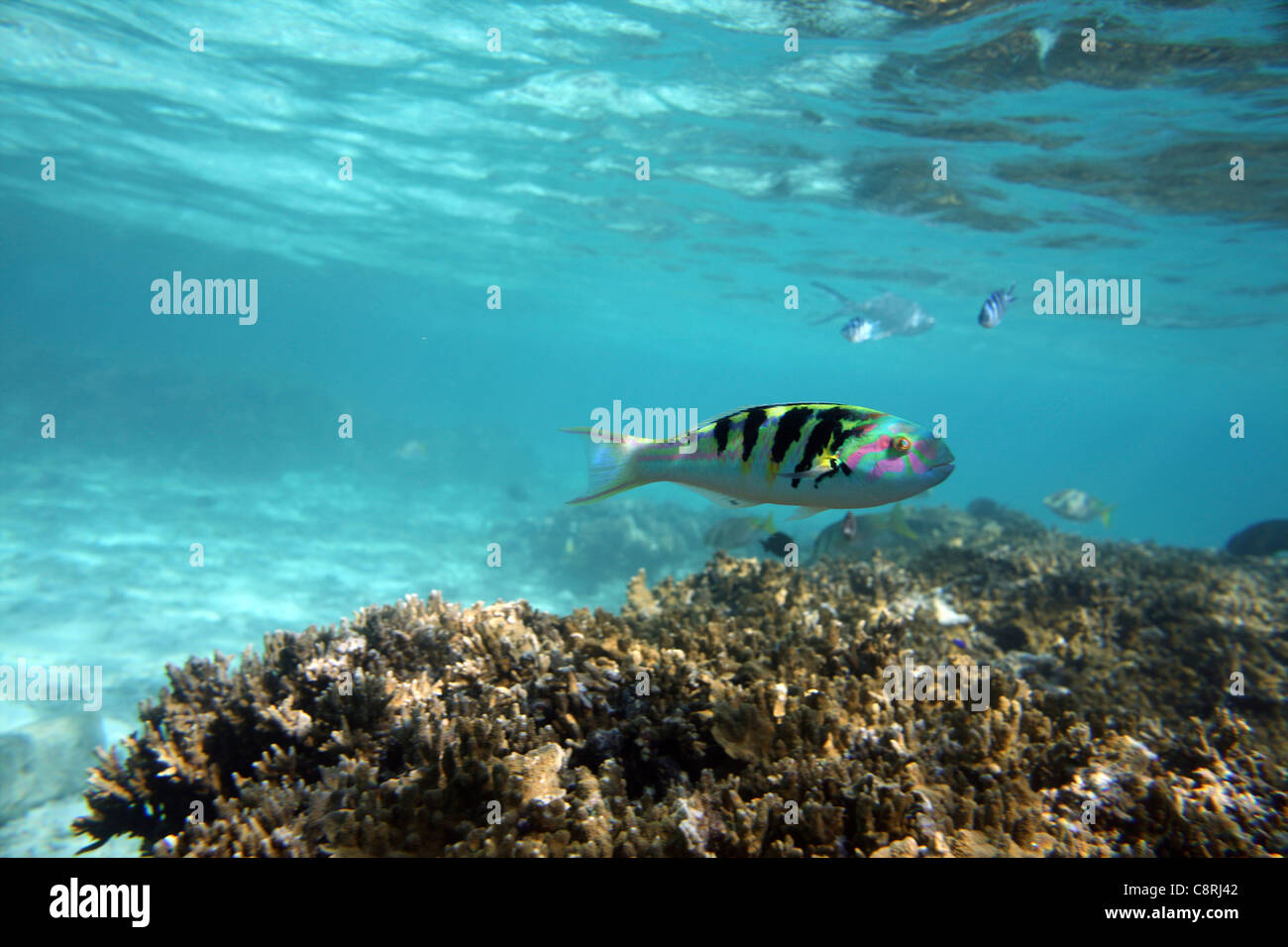tropical fish in Tuvalu Stock Photo - Alamy