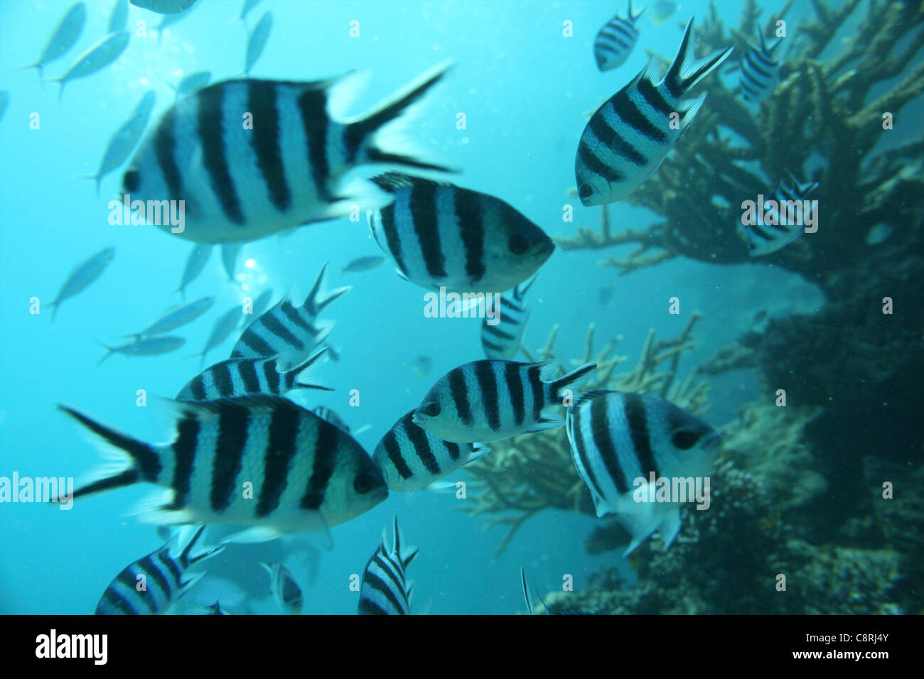 tropical fish in Tuvalu Stock Photo - Alamy