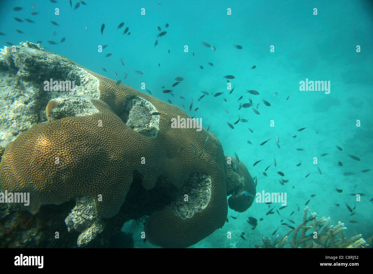 Corals in Tuvalu, pacific ocea Stock Photo - Alamy