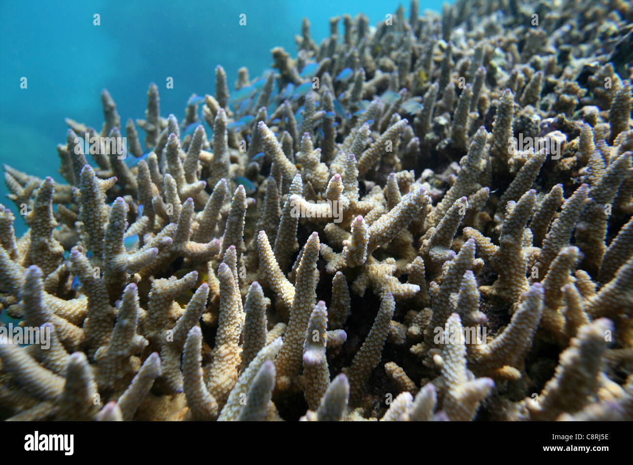 Corals in Tuvalu, pacific ocea Stock Photo - Alamy