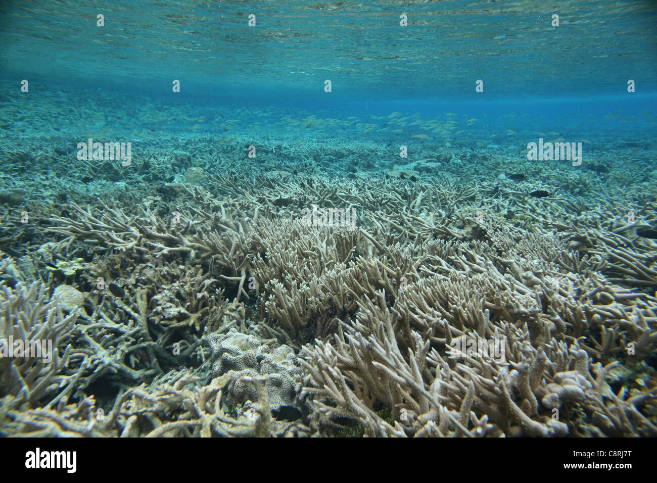 Corals in Tuvalu, pacific ocea Stock Photo - Alamy