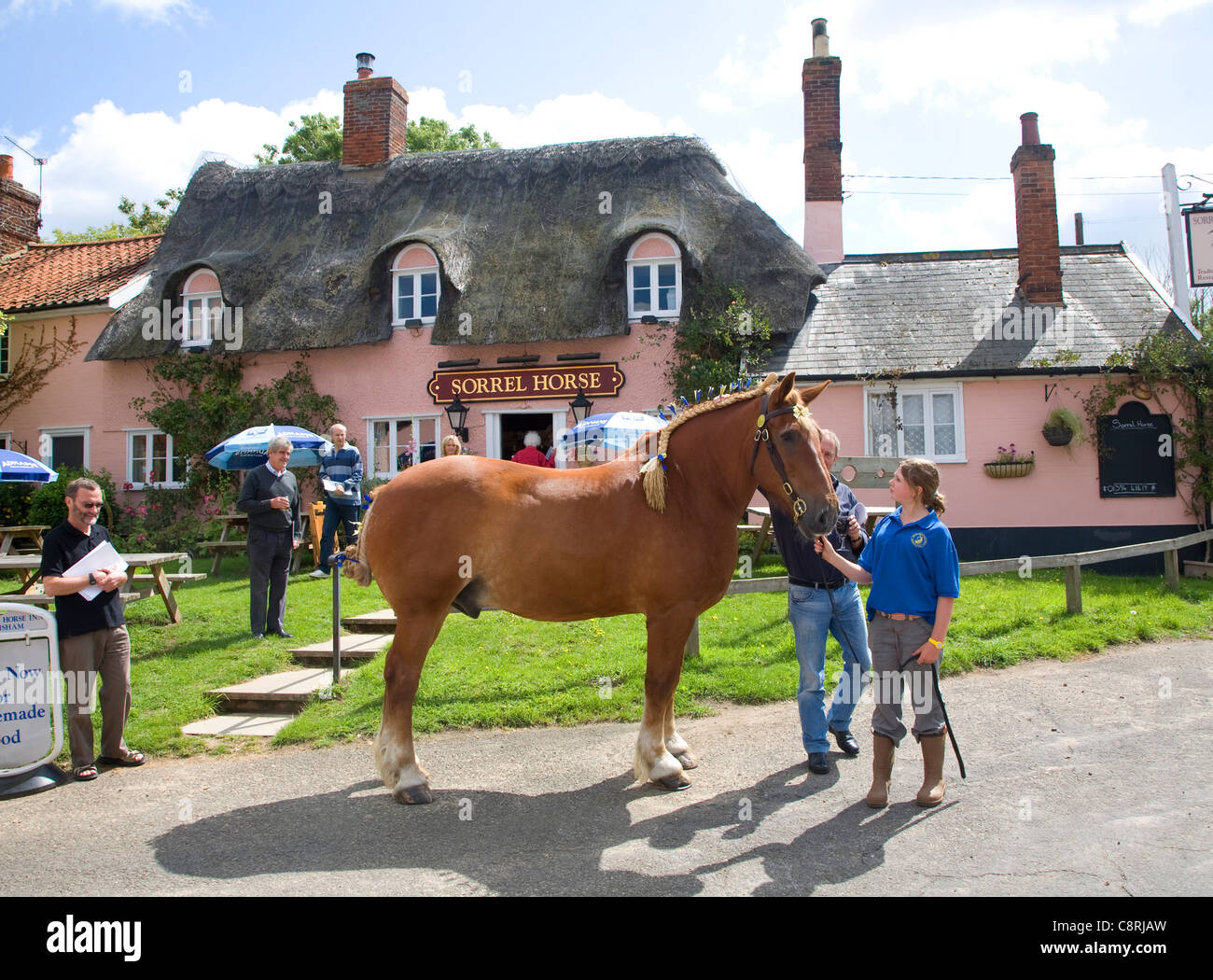 Suffolk punch hi-res stock photography and images - Alamy