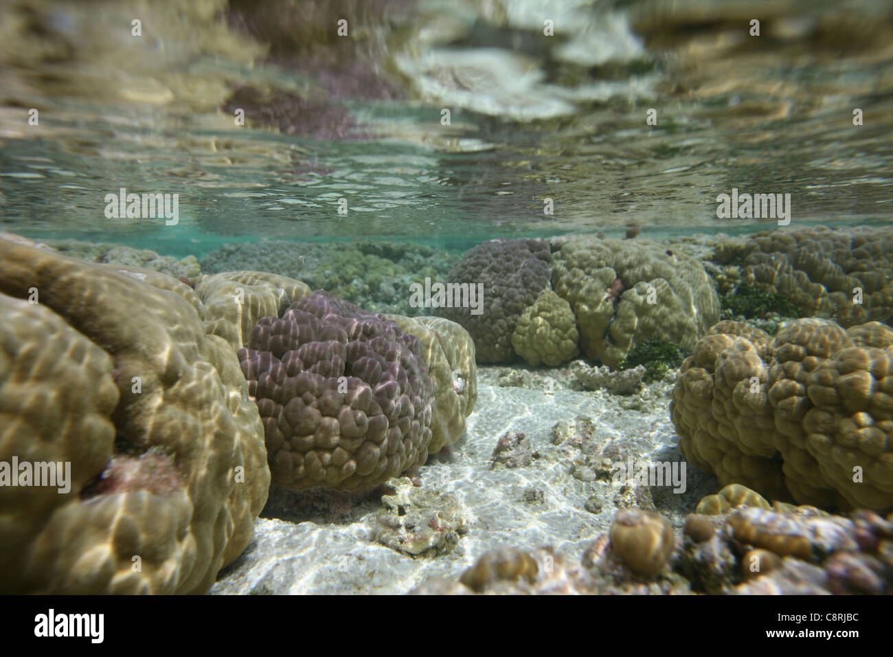 Corals in Tuvalu, pacific ocea Stock Photo - Alamy
