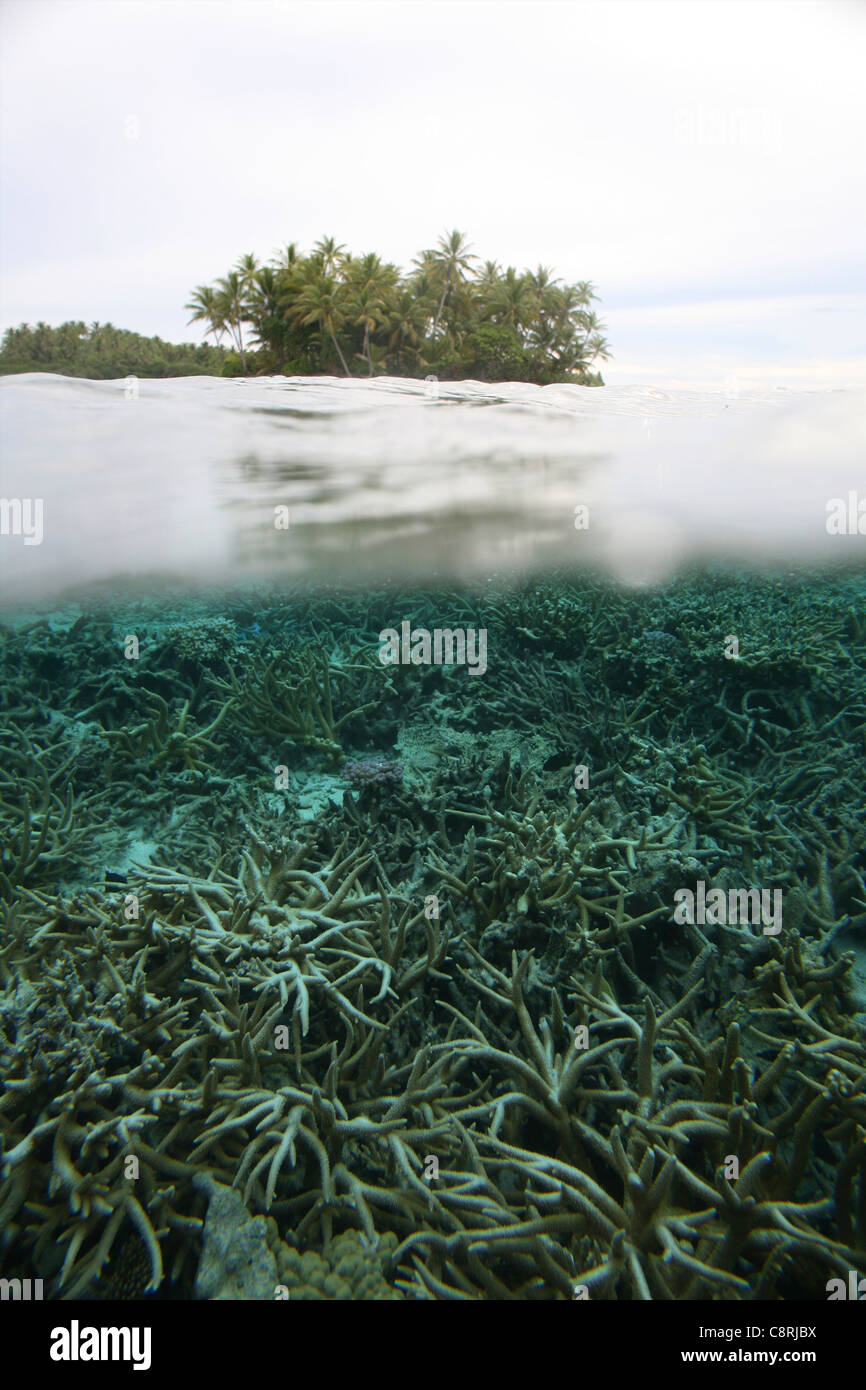 Corals in Tuvalu, pacific ocea Stock Photo - Alamy
