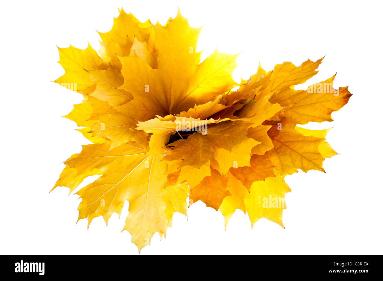 Red yellow leaves maple Cut Out Stock Images & Pictures - Alamy