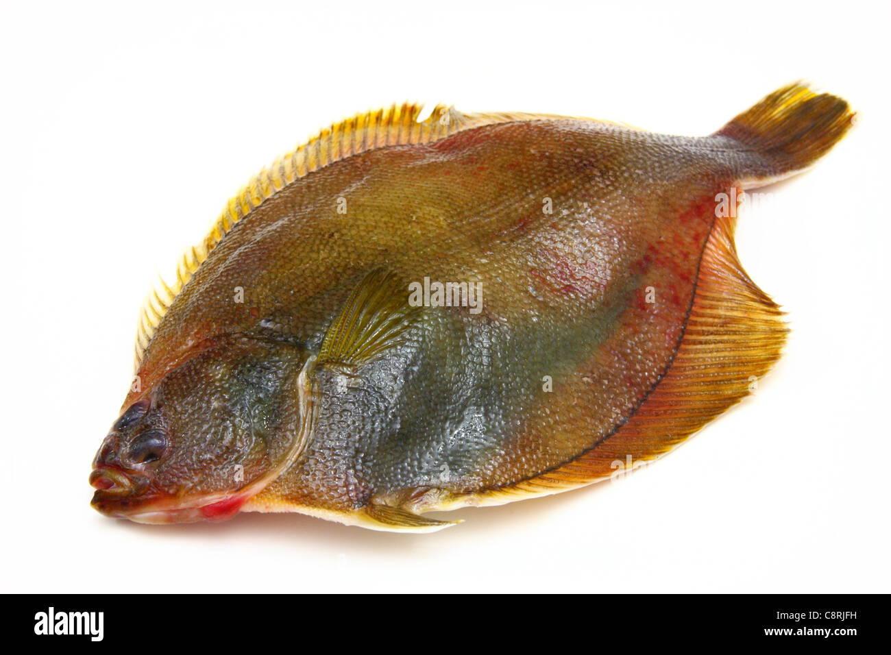 Fresh fishes flounder on white background Stock Photo - Alamy