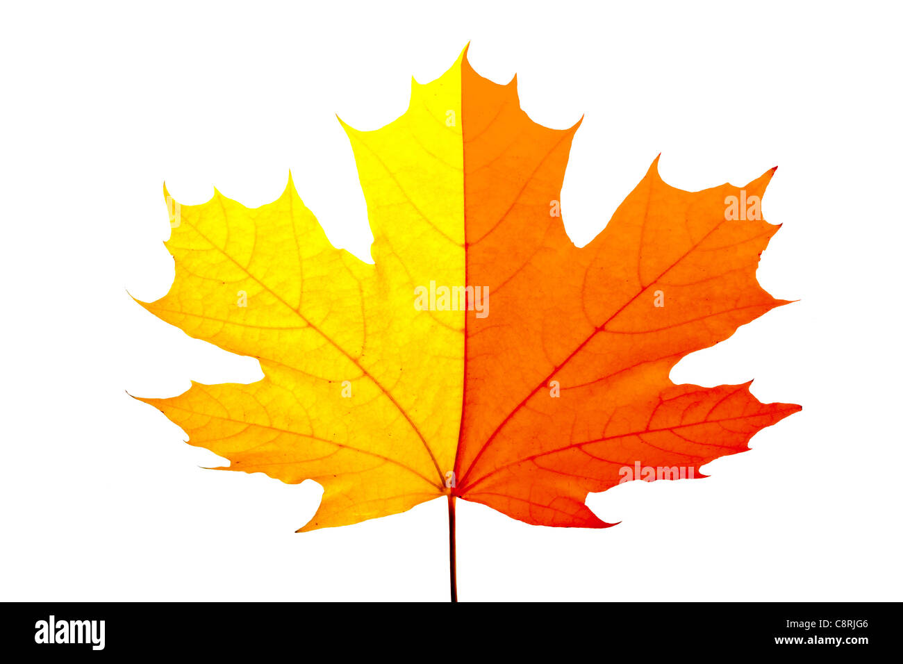 Colorful fall maple leaves isolated on white Stock Photo - Alamy