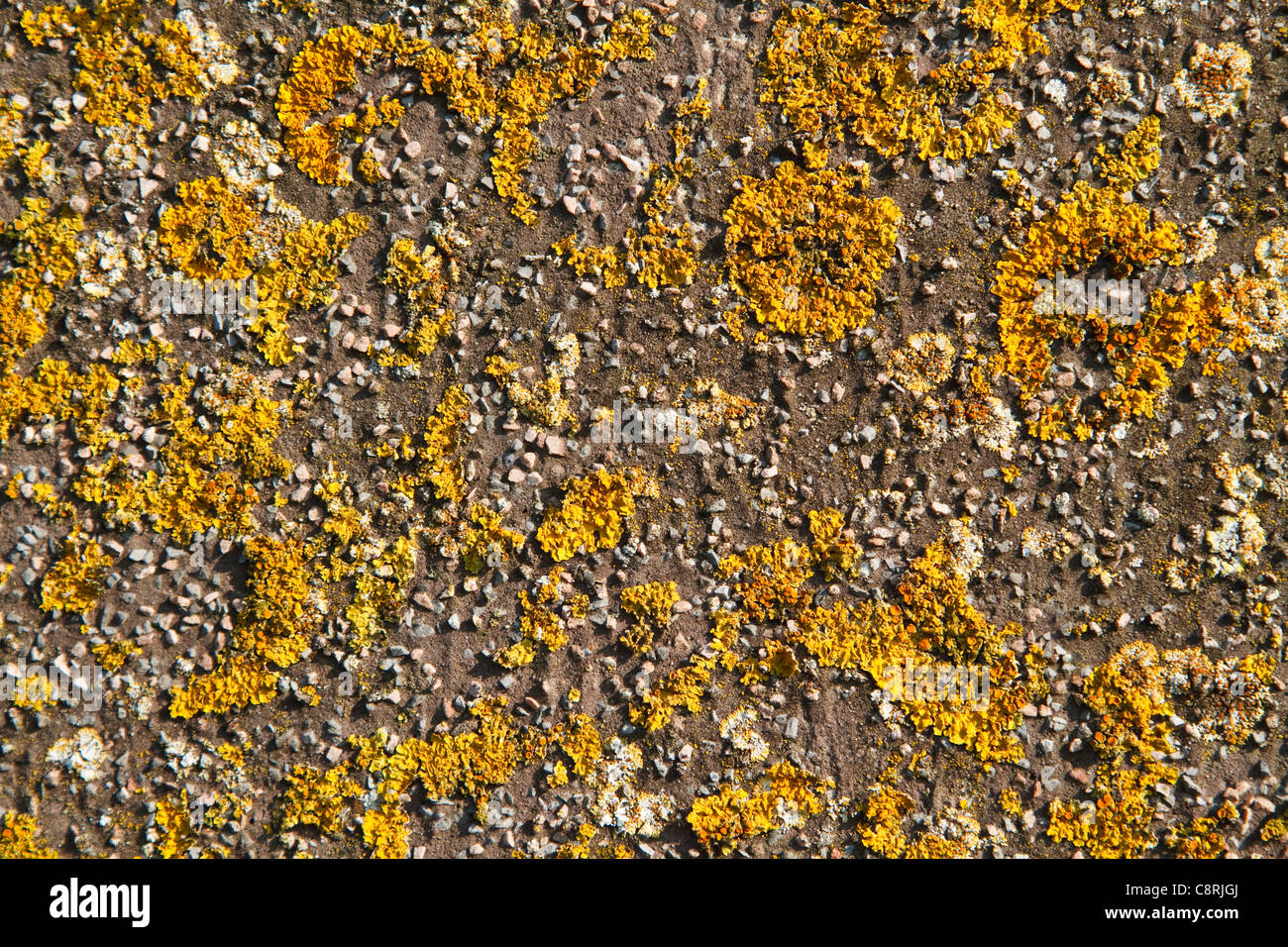 Yellow lichens growing on a stone wall creating a decorative design ...