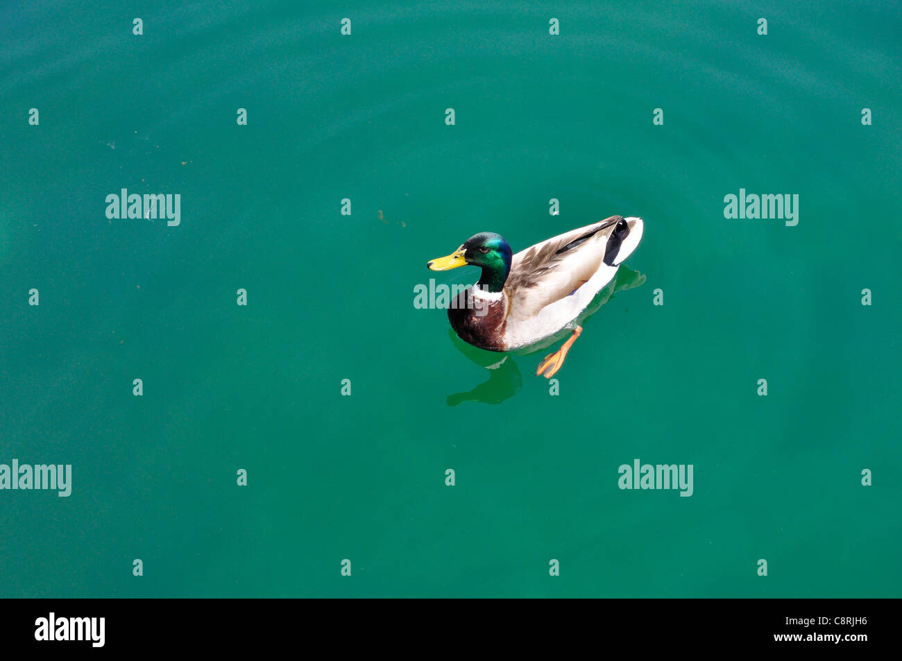 "a ducky time on the water Stock Photo - Alamy
