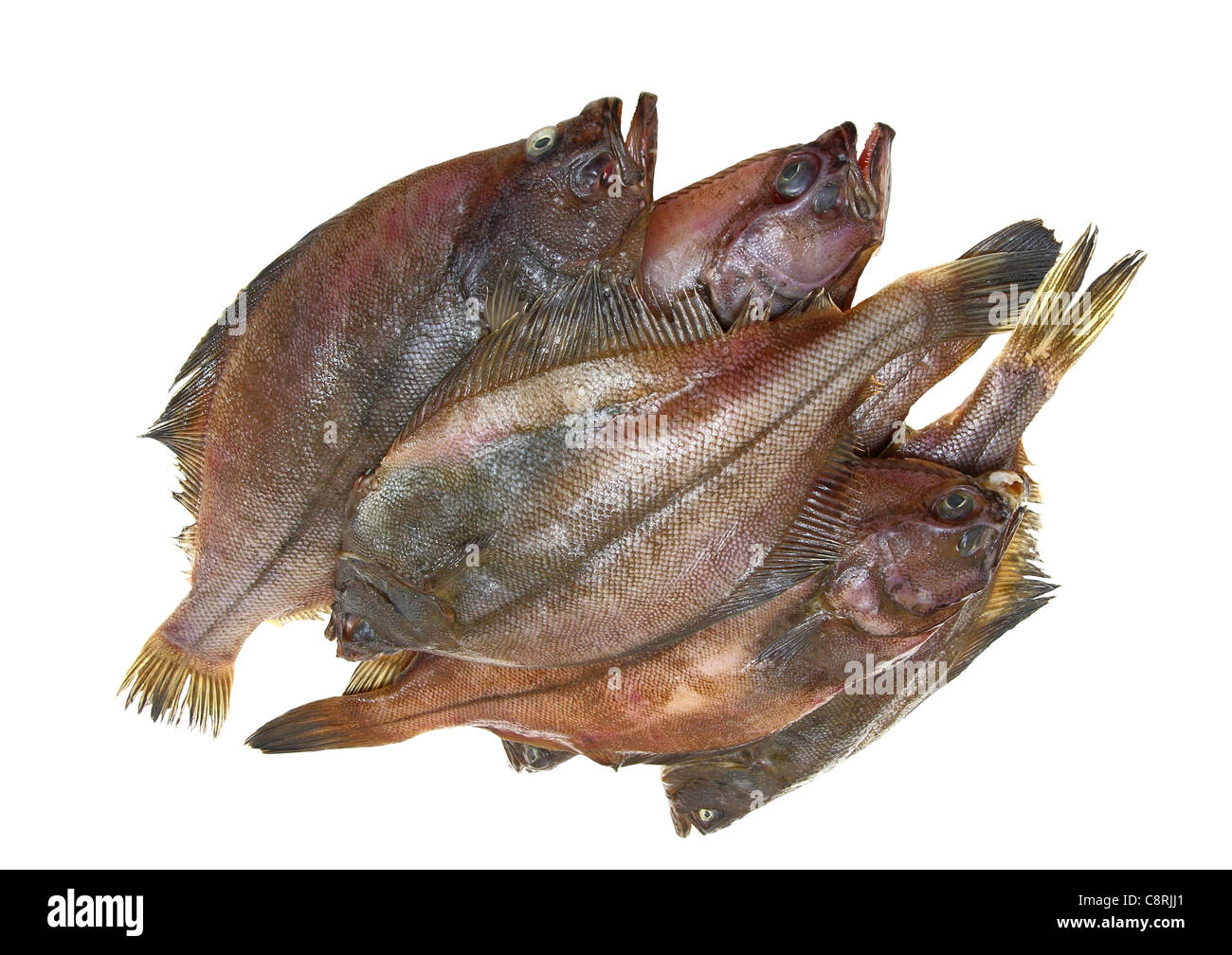 Four fresh flounder fishes on white background Stock Photo - Alamy