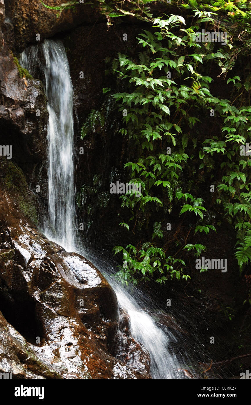 Waterfall in a tropical evergreen forest Stock Photo - Alamy