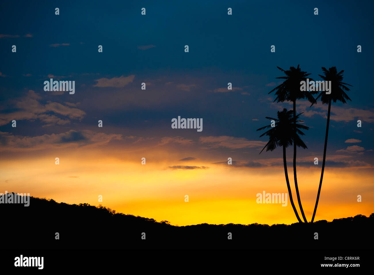 Palm Trees At Sunset Stock Photo - Alamy