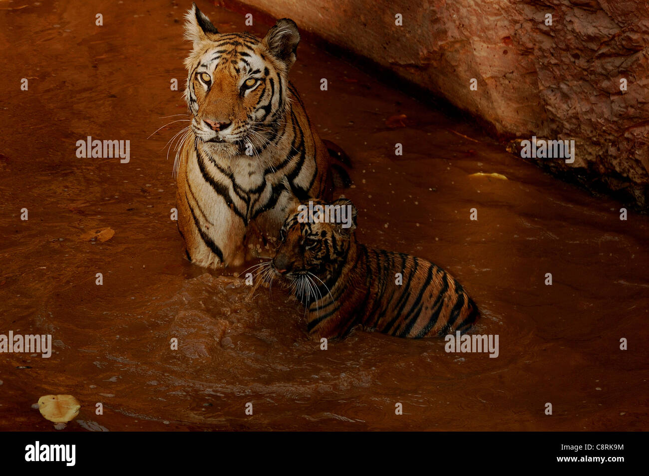 Tiger cub water hi-res stock photography and images - Alamy
