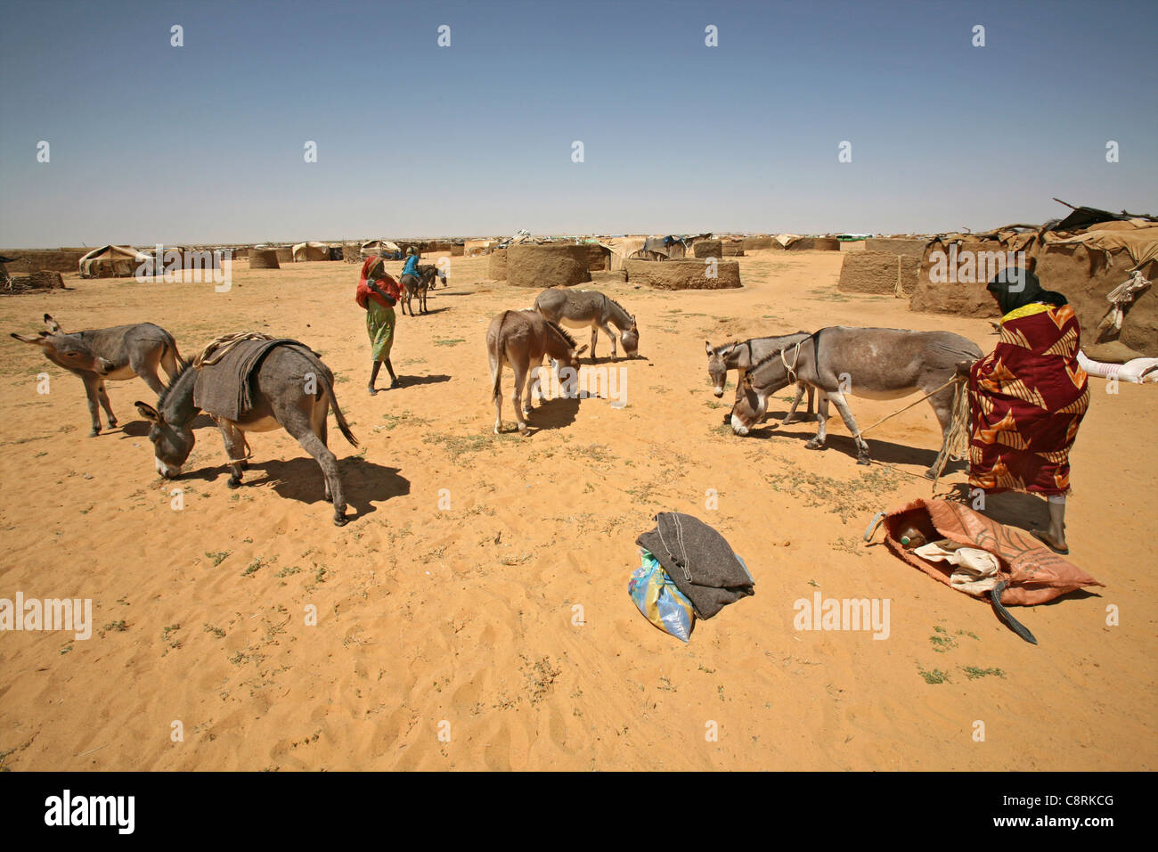 livestock in Chad Stock Photo - Alamy