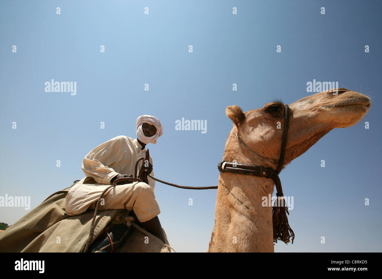 livestock in Chad Stock Photo - Alamy