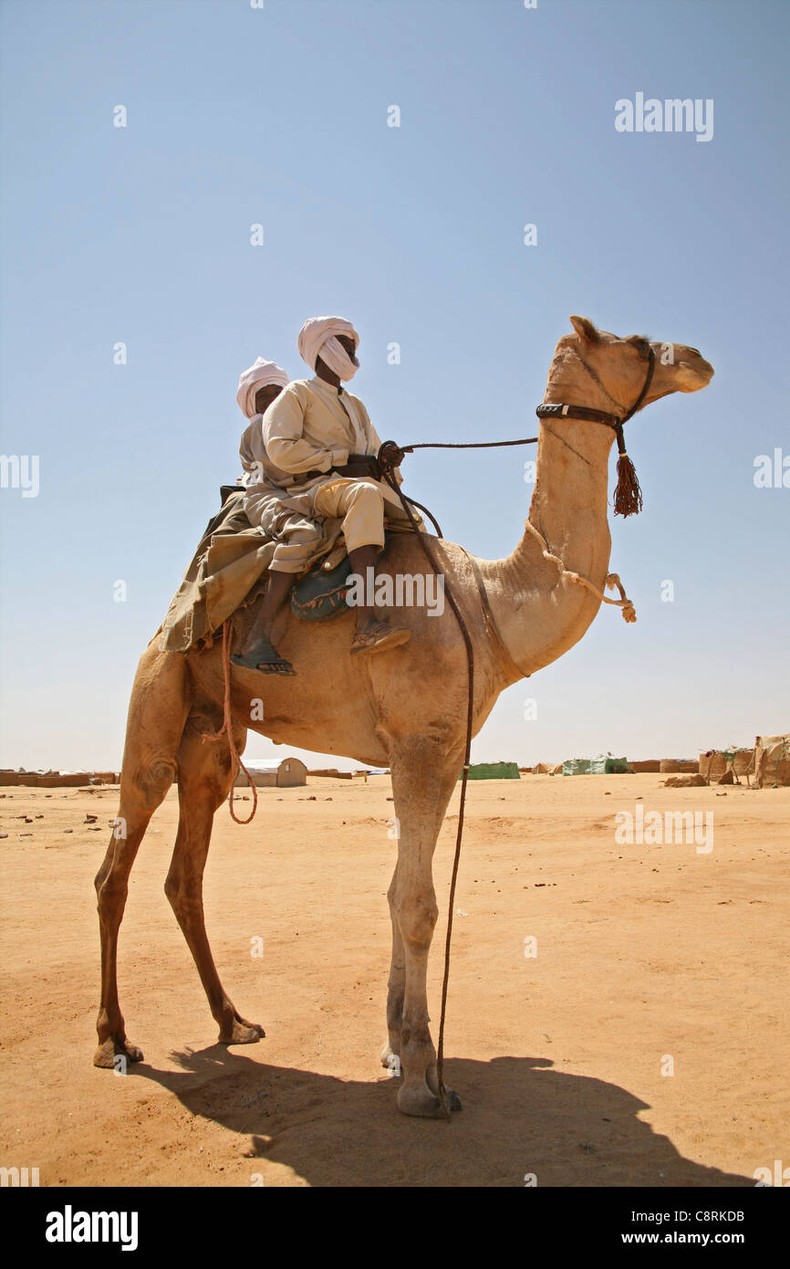 livestock in Chad Stock Photo - Alamy
