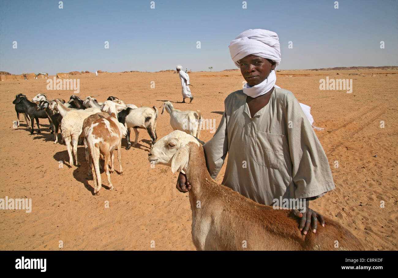 livestock in Chad Stock Photo - Alamy