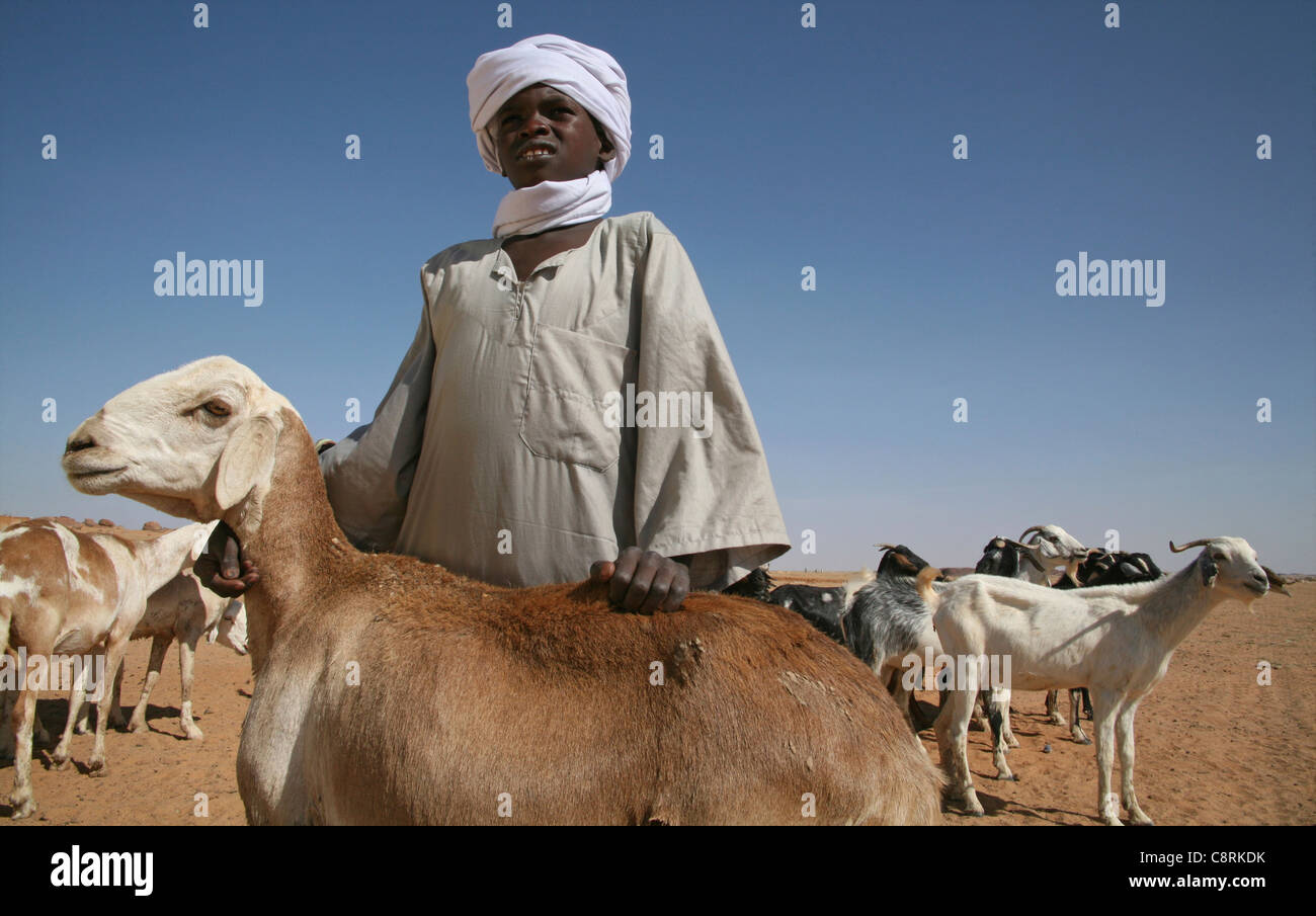 livestock in Chad Stock Photo - Alamy