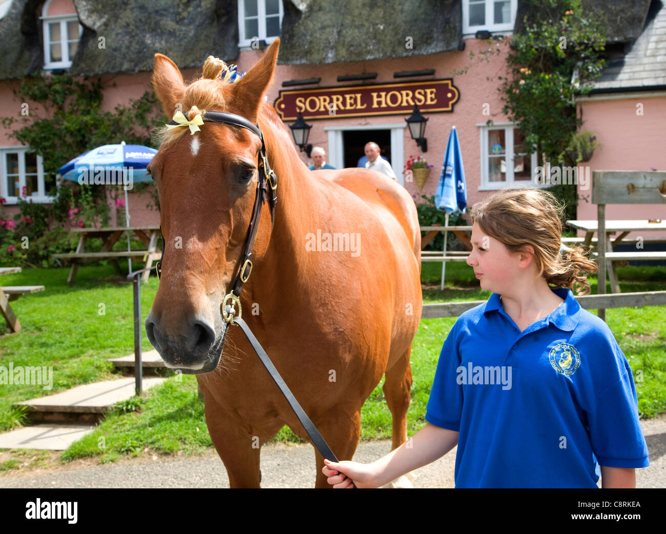 Suffolk Punch horse outside the Sorrel Horse pub, Shottisham, Suffolk ...