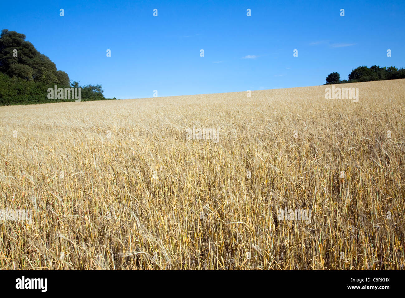 Barley british isles hi-res stock photography and images - Alamy