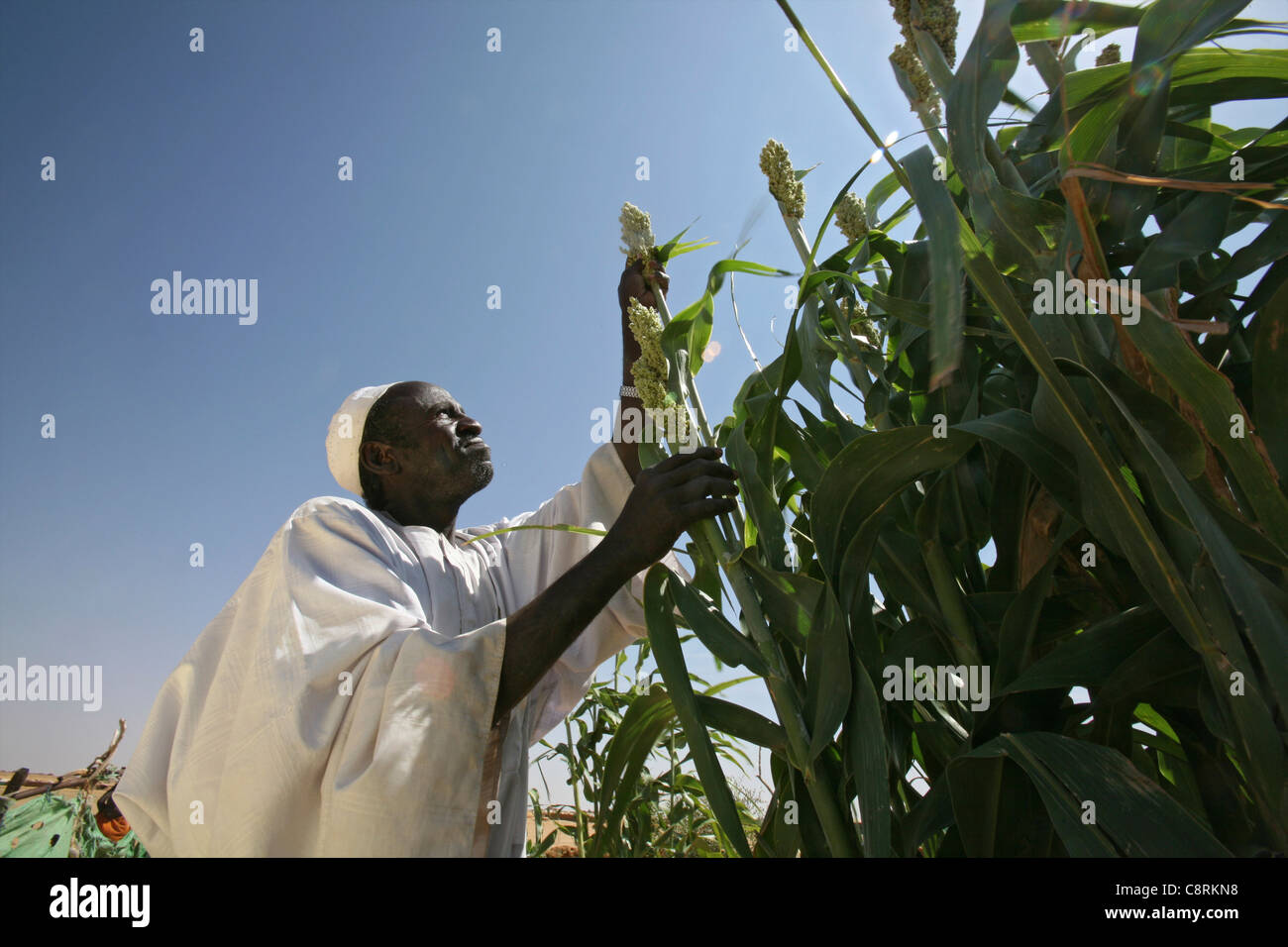 farming in Chad Stock Photo - Alamy