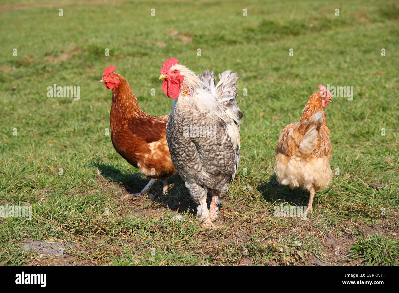 A brightly colored cockerel and chicken in a field in springtime Stock ...