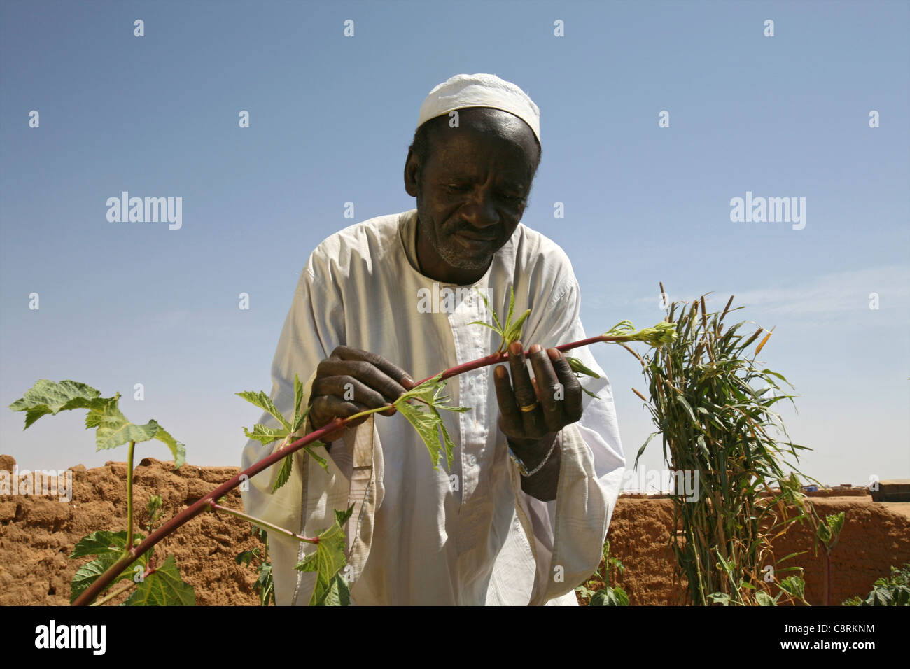 farming in Chad Stock Photo - Alamy